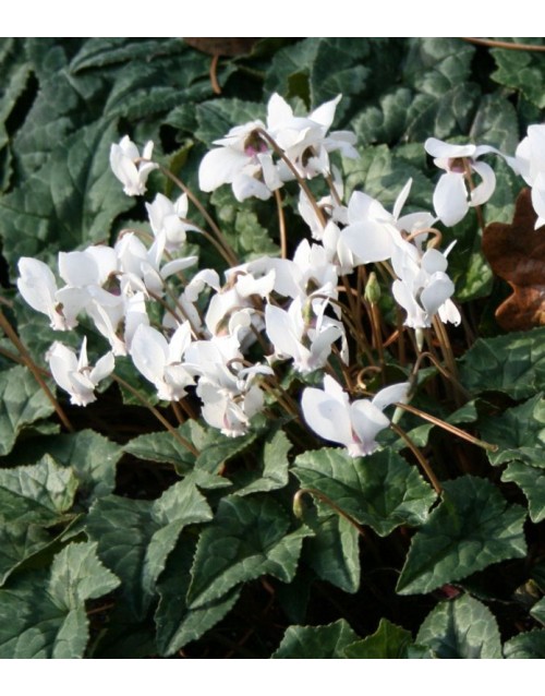 Cyclamen hederifolium (C.neapolitanum) 'White Pearls' - bršljanasta ciklama