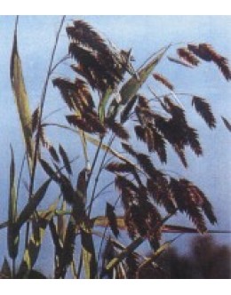 Uniola latifolia (Chasmanthium) - lep cvet, uniola